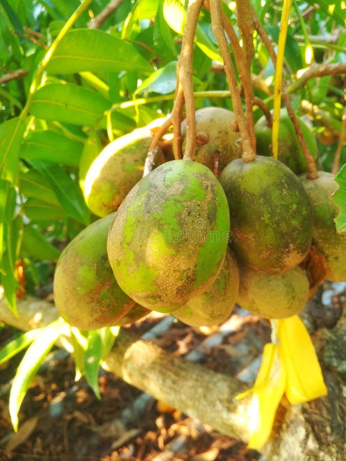 Fresh Ambarella Fruit. Ambarella Fruit Stock Image - Image of green ...