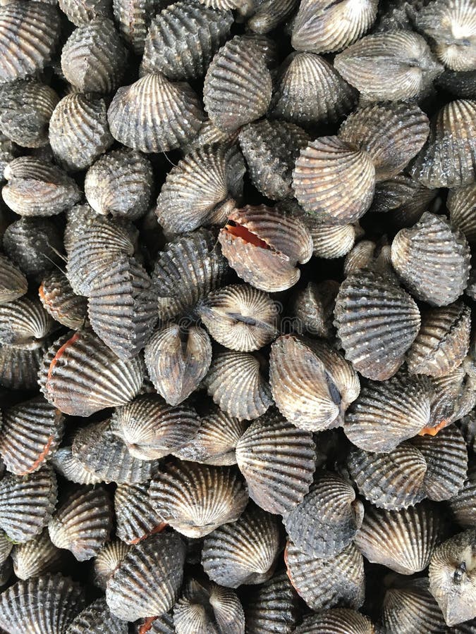 Tegillarca Granosa ,Anadara Granosa , Blood Cockle, Blood Fresh Raw ...