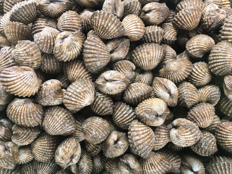 Fresh Anadara Inaequivalvis Sell in Fresh Seafood Market Stock Image ...
