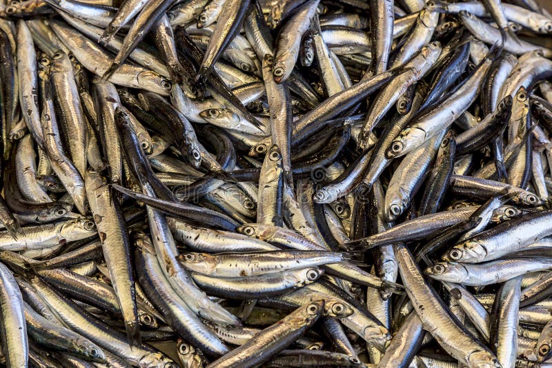 Fresh anchovy stock photo. Image of ingredient, catch - 61819400