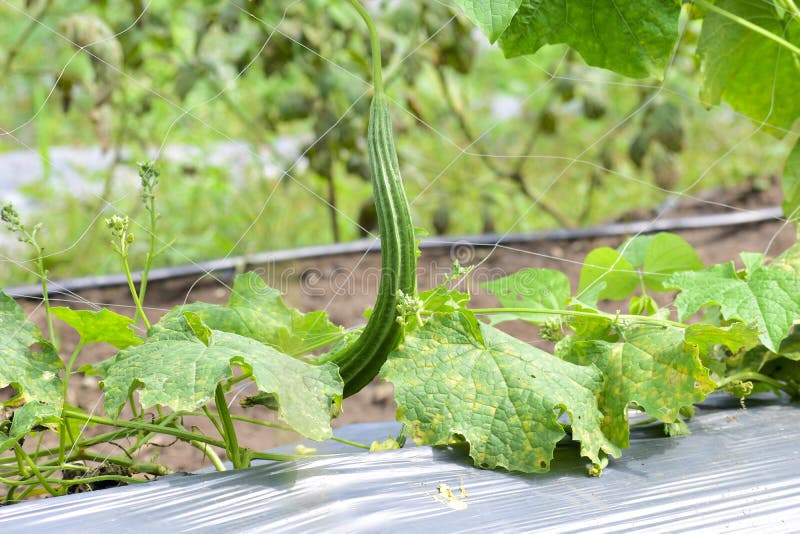 Fresh Angled Gourd, Ridge Gourd Stock Image - Image of health, luffa ...