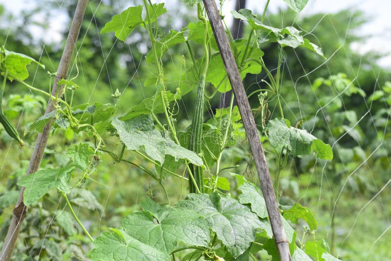 Fresh Angled Gourd, Ridge Gourd Stock Photo - Image of angled, ridged ...