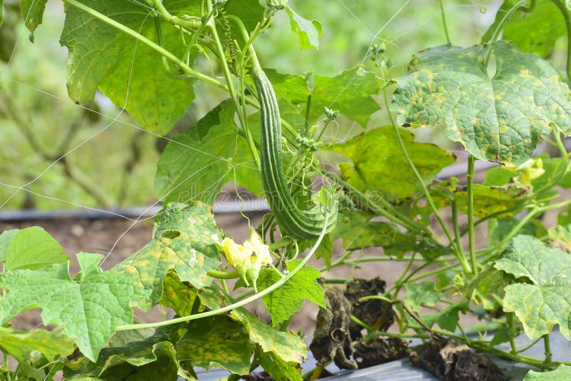 Fresh Angled Gourd, Ridge Gourd Stock Photo - Image of traditional ...