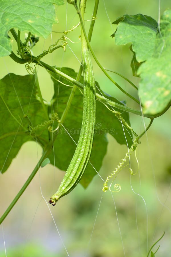 Fresh Angled Gourd, Ridge Gourd Stock Photo - Image of isolated, india ...