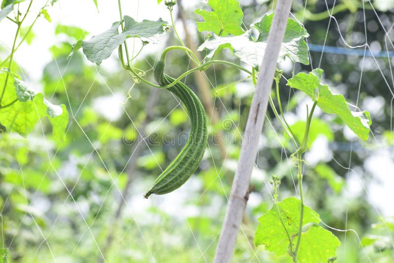 Fresh Angled Gourd, Ridge Gourd Stock Image - Image of park, white ...