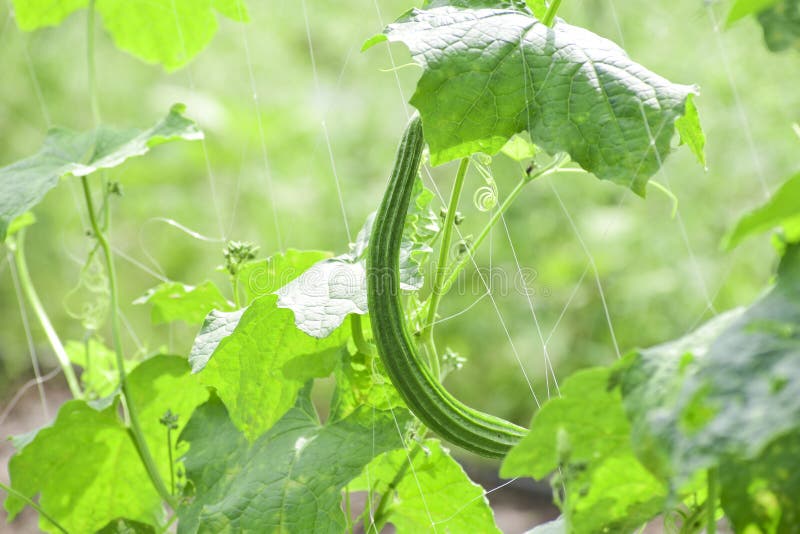 Fresh Angled Gourd, Ridge Gourd Stock Image - Image of isolated ...