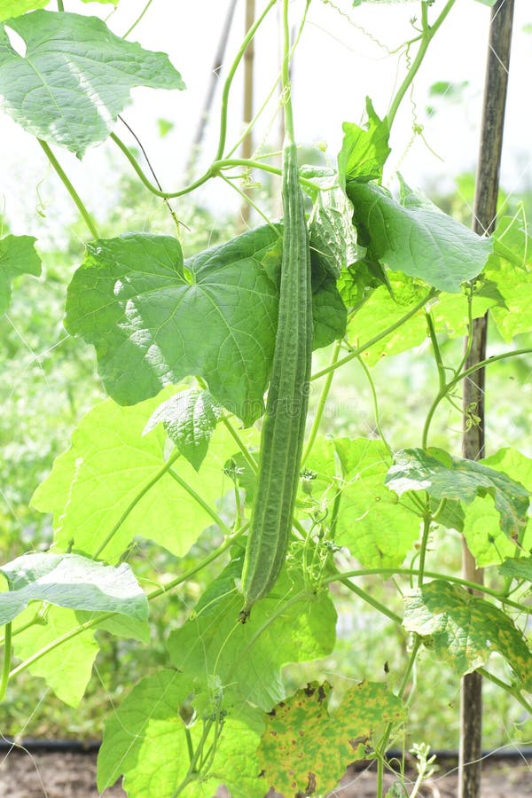 Fresh Angled Gourd, Ridge Gourd Stock Image - Image of texture, angled ...