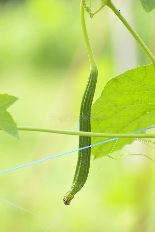 Fresh Angled Gourd, Ridge Gourd Stock Image - Image of delicious ...