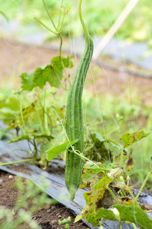 Fresh Angled Gourd, Ridge Gourd Stock Photo - Image of traditional ...