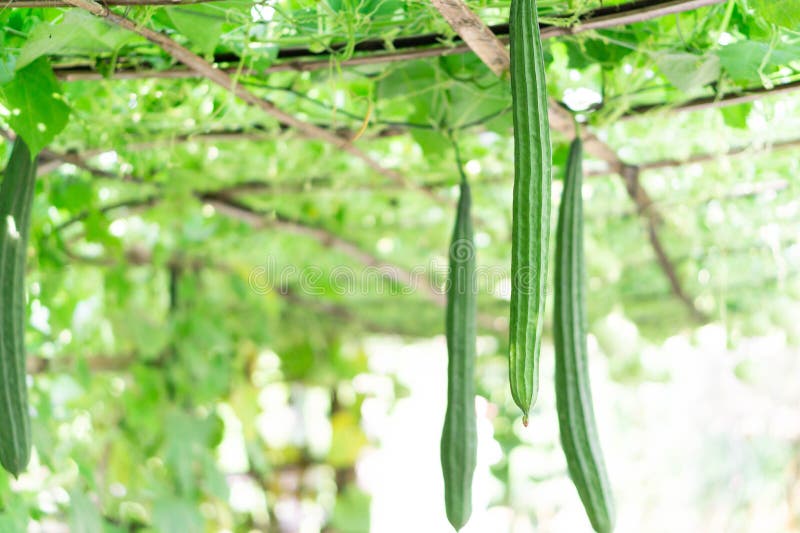 Fresh Angled Gourd Vegetable on Branch, Selective Focus Stock Image ...
