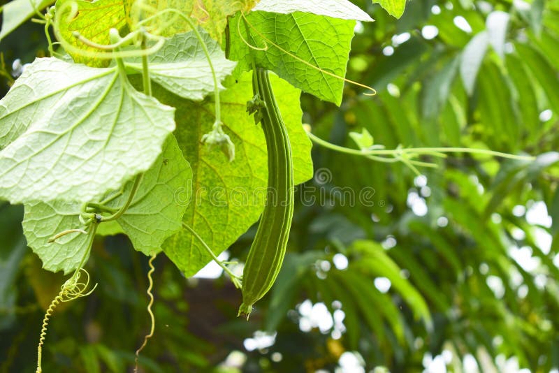 Fresh Angled Gourd Vegetable Stock Photo - Image of gardening, india ...