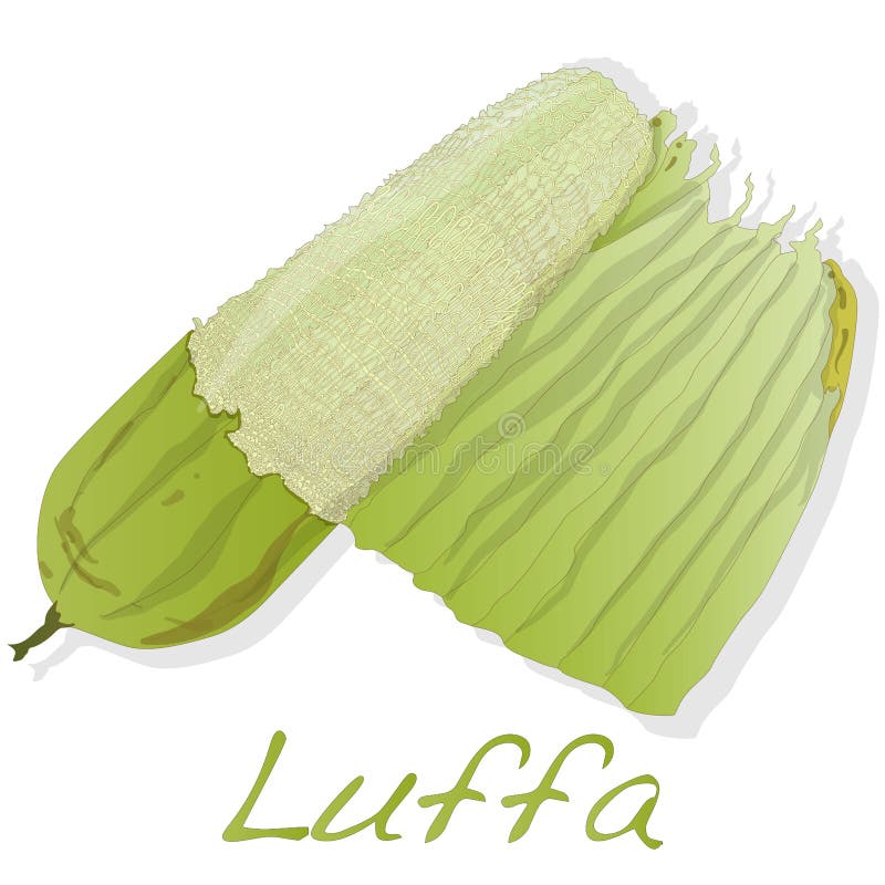 Angled Luffa Stock Illustrations – 88 Angled Luffa Stock Illustrations, Vectors & Clipart ...