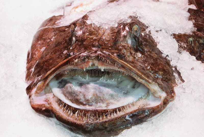 Fresh Angler Lophius Monkfish on Ice at Fish Market. Stock Photo ...