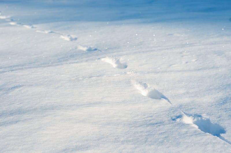 Footprints in the Deep Snow As Texture. Stock Photo - Image of alpine ...