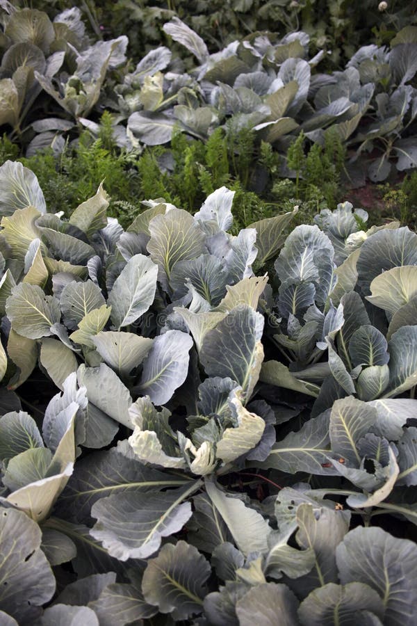 Garden with Cabbage Heads Under Snow Cover. Generative AI Stock Photo ...