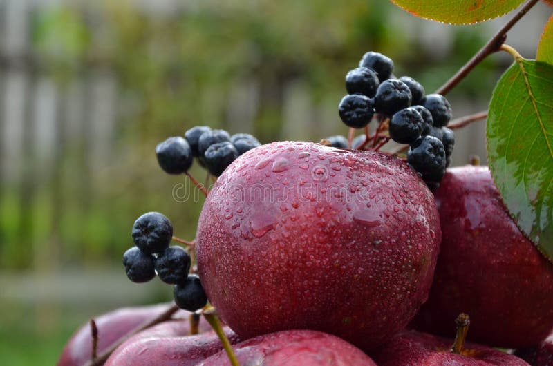 Fresh apple stock image. Image of berries, fruit, apple - 27265865