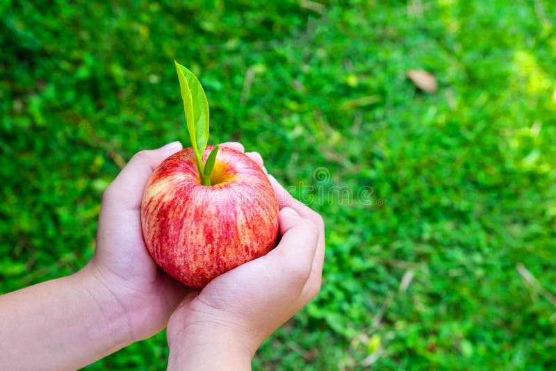 Fresh Apple Fruit in Hand.Give Apple.love Nature Stock Photo - Image of ...