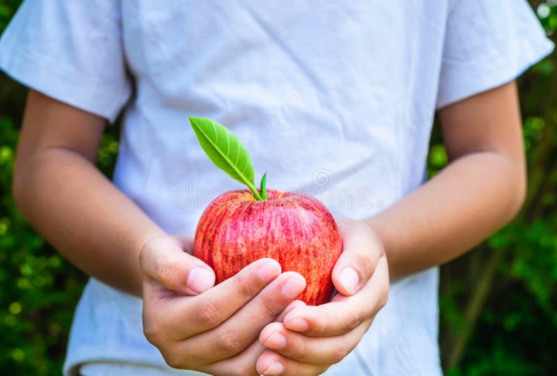 Fresh Apple Fruit in Hand Boy . Love Natural Stock Photo - Image of ...