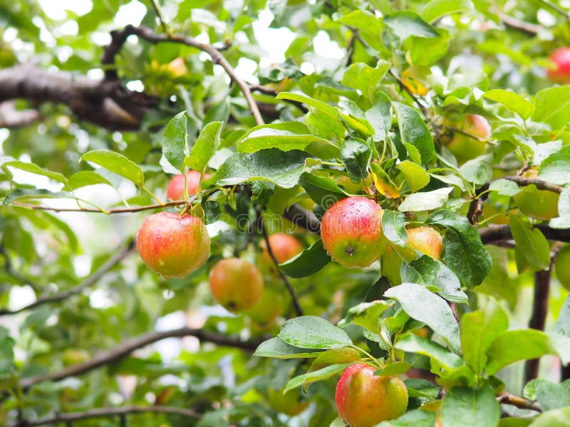 Fresh apple fruit on tree stock photo. Image of healthy - 138824182