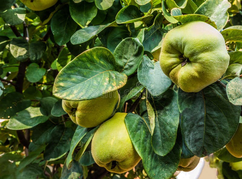 Fresh Apple Quince Growing on a Tree Stock Photo - Image of color ...