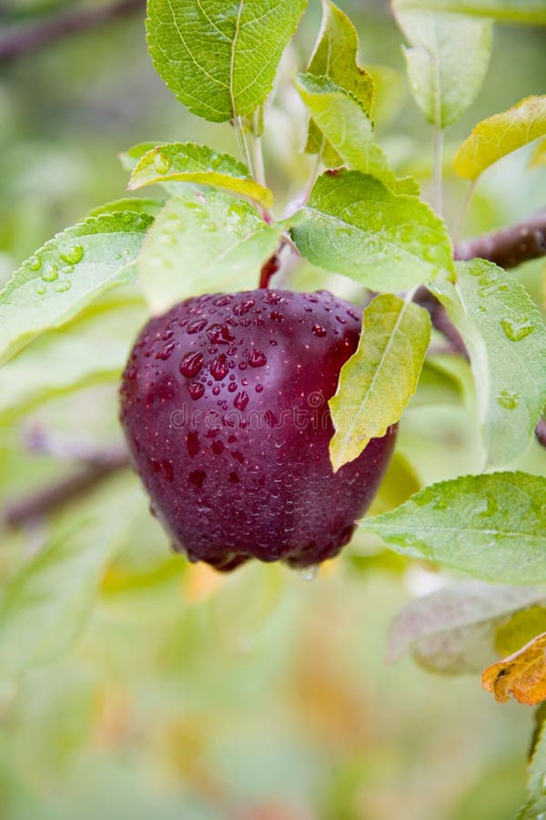 Fresh Apple still on Trees stock image. Image of flower - 1462535