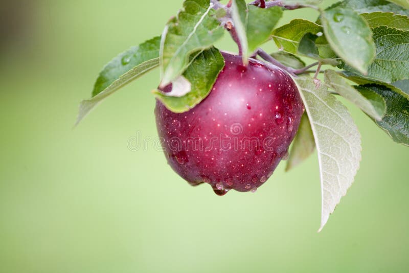 Fresh Apple still on Trees stock image. Image of agriculture - 1462577