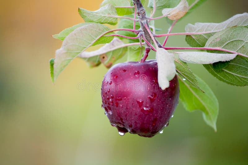 Fresh Apple still on Trees stock photo. Image of colour - 1462564