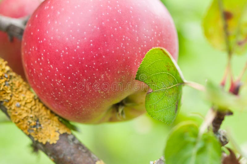 Fresh Apple on a Tree Branch with Leaves in Germany Stock Photo - Image ...