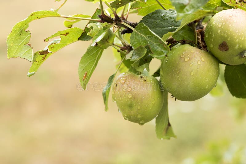 Fresh Apple on Tree Branch, Ready To Be Harvested Stock Image - Image ...