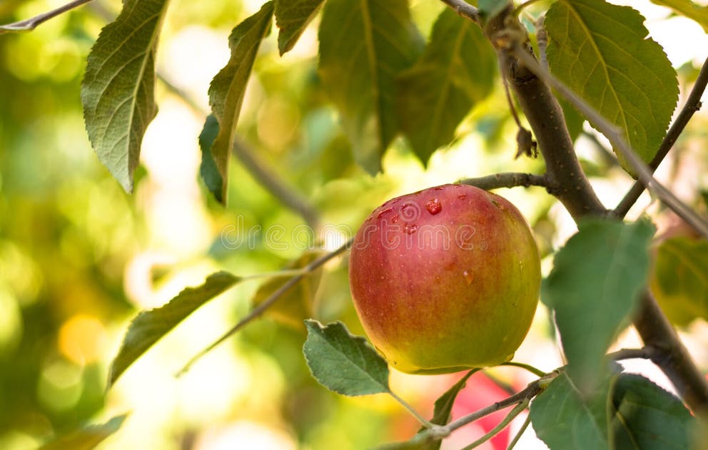 Fresh apple in the tree stock photo. Image of refreshment - 100475100