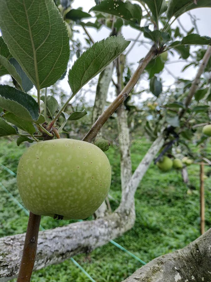 Fresh Apple with Tree Green Leafs. Stock Photo - Image of fruit, apples ...