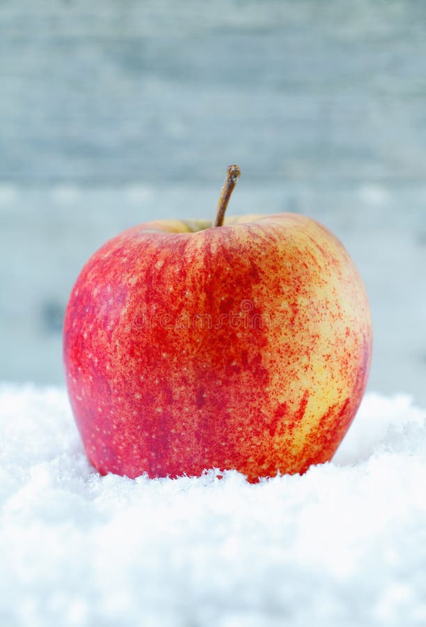 Fresh apple in winter snow stock photo. Image of tempting - 26258182
