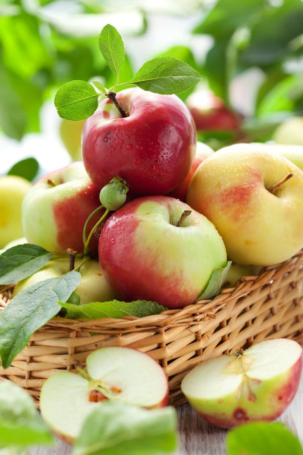 Wooden Tub Full and a Halved Fresh Apple Stock Photo - Image of halved ...