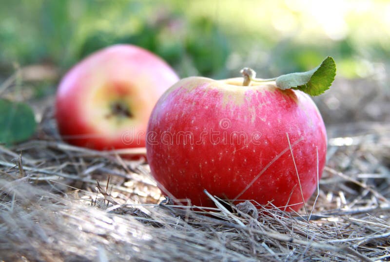 Fresh apples stock photo. Image of produce, fruit, apple - 21410414