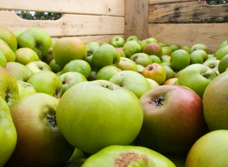 Fresh apples stock image. Image of tasty, fruit, farm - 22056517