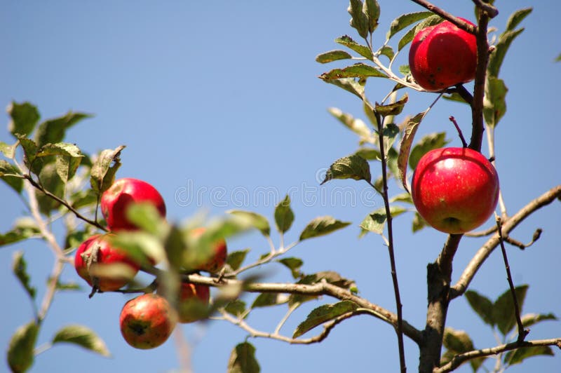 Two fresh apples stock image. Image of eating, healthy - 25184609