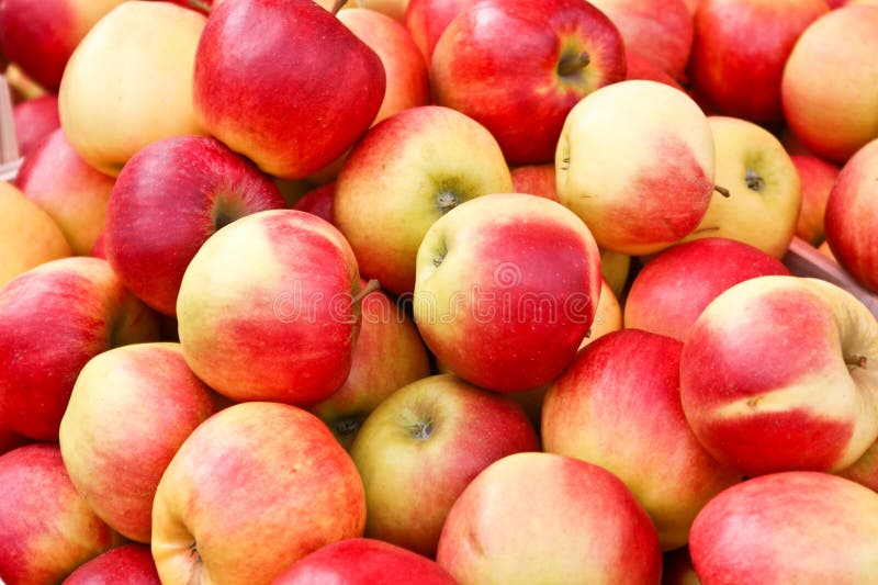 Fresh apples stock photo. Image of fruit, fresh, yellow - 25507548