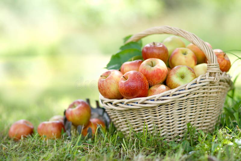 Fresh apples stock photo. Image of apple, time, apples - 25536160