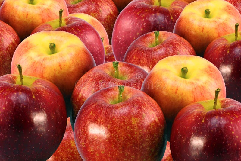 Fresh Apples stock image. Image of fruit, apples, lunch - 25956213