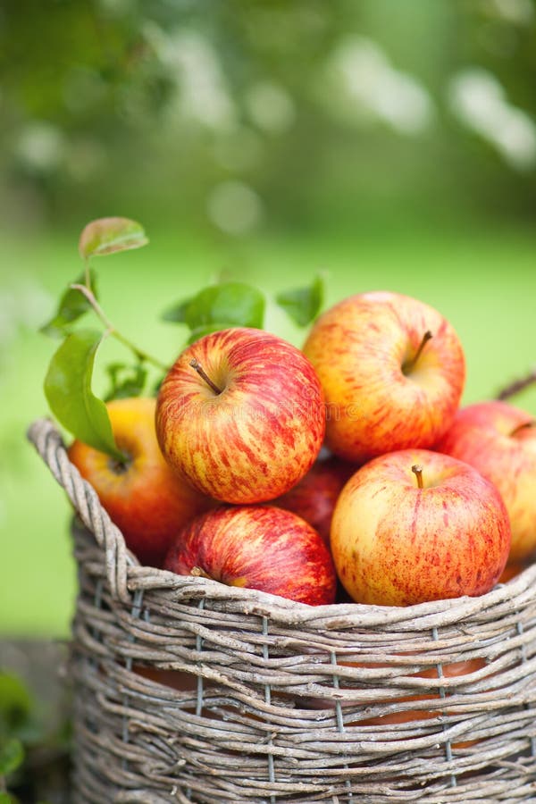 Fresh apples stock photo. Image of harvest, life, autumn - 28637112