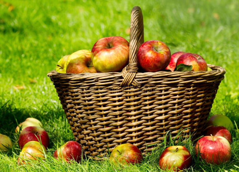 Fresh apples stock photo. Image of grass, healthy, fruit - 33028838