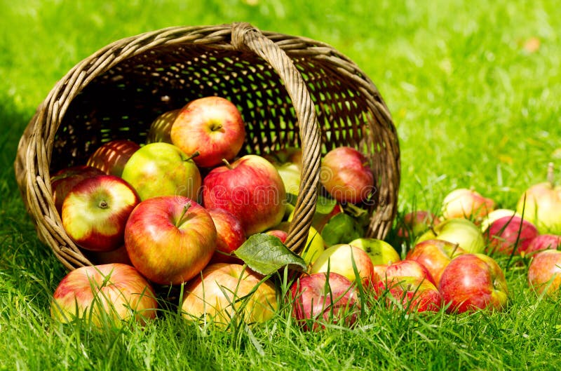 Fresh apples stock photo. Image of life, apple, fall - 33028842