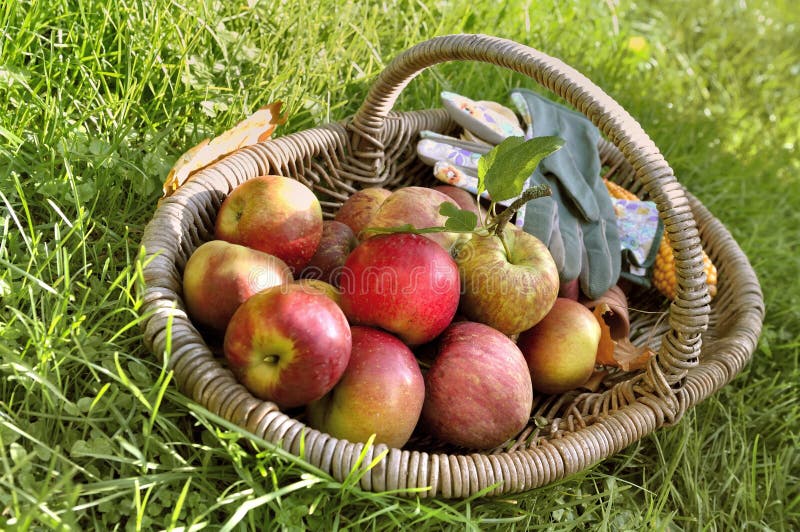 Fresh apples in a basket stock photo. Image of garden - 121255346