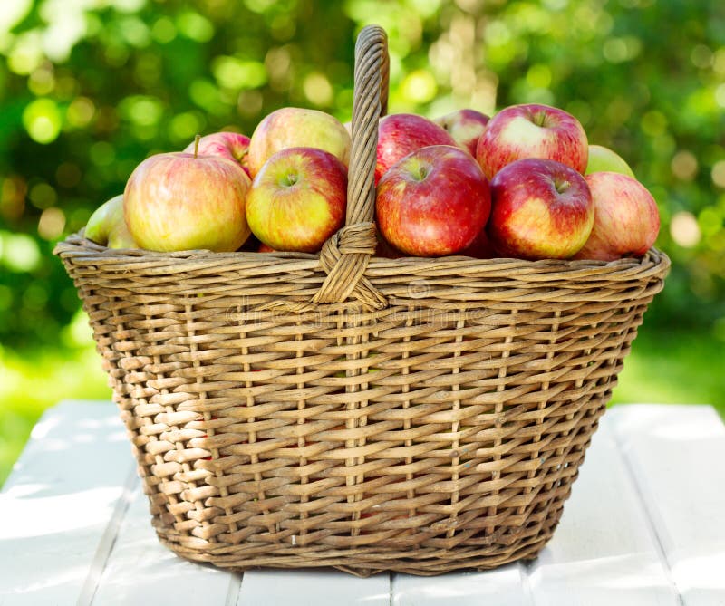 Fresh apples in a basket stock image. Image of agriculture - 33028823