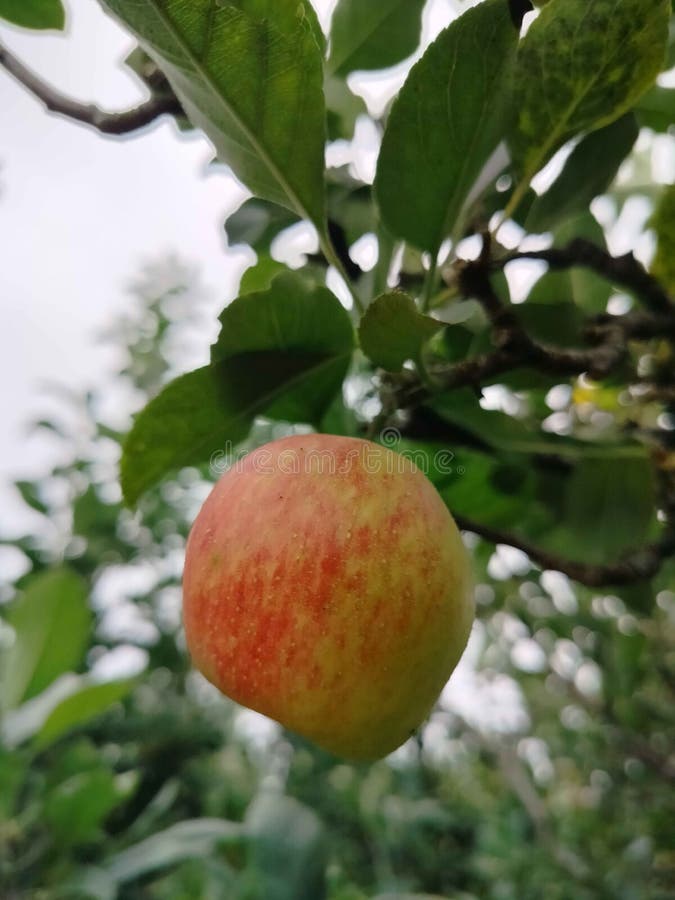 Fresh Apples in Batu Malang Indonesia Stock Image - Image of malang ...