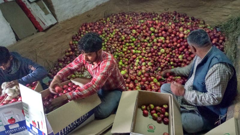 Fresh Apples Boxes Packings Shimla Editorial Stock Image - Image of ...