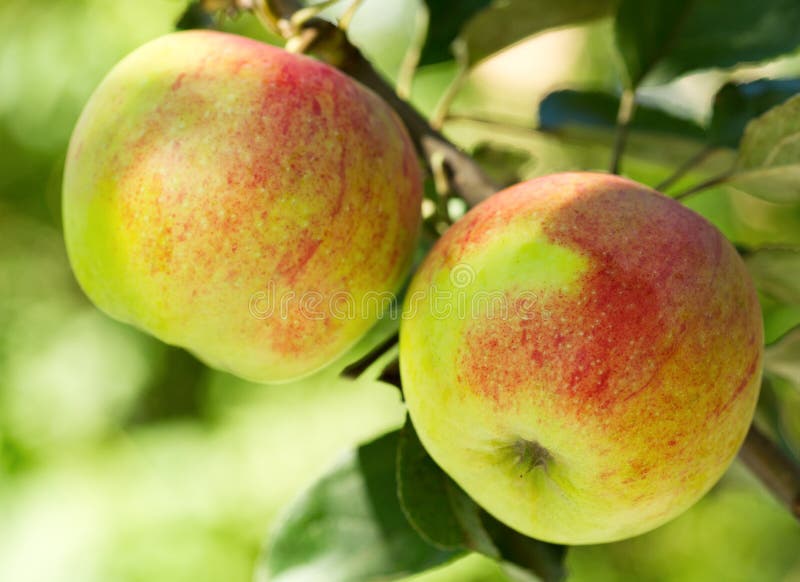 Fresh apples stock photo. Image of organic, summer, growing - 33028828