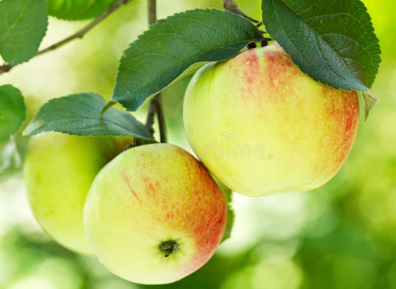 Fresh apples stock image. Image of growing, freshness - 33028847