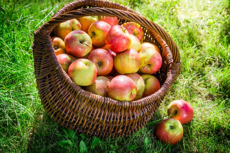 Fresh apples in garden stock photo. Image of food, healthy - 57064338