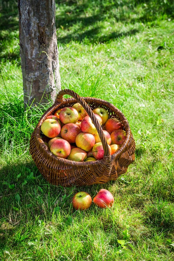 Fresh apples in garden stock image. Image of gardening - 67297391